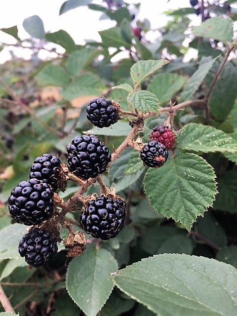 Mindfull being - På jagt efter brombær - Maries Terapi